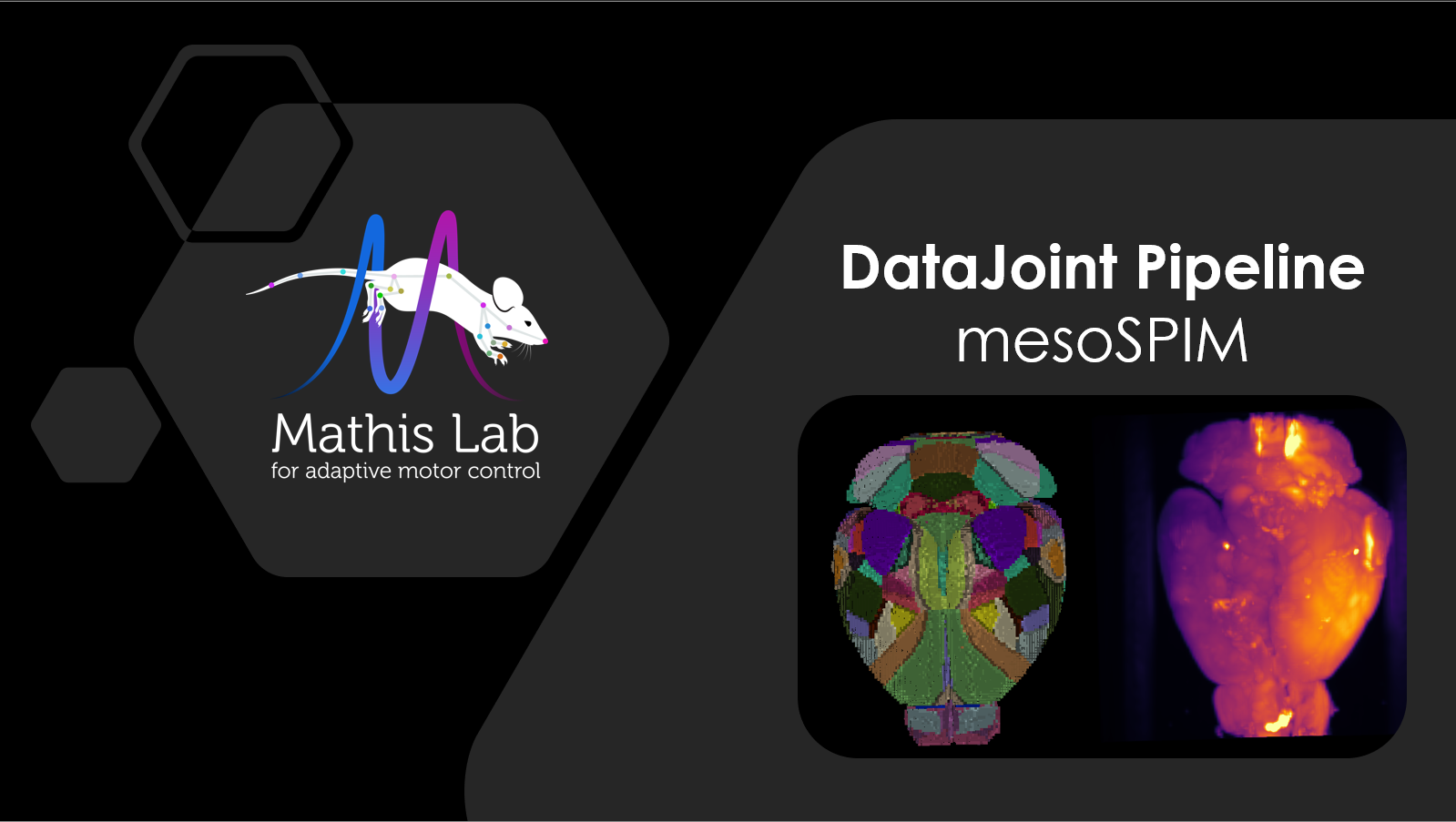 Atlas brain regions reference — Documentation for DataJoint Pipeline ...